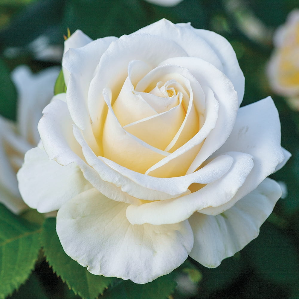 Heirloom Roses 3' to 4' Creamy White Rose Bush Live Plant in 1 Gallon ...