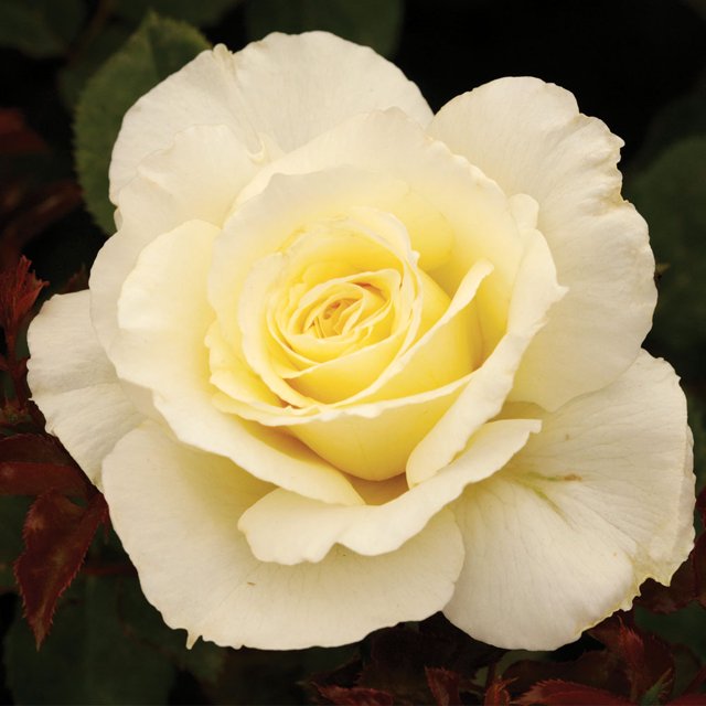Heirloom Roses White Rose Bush - White Licorice™ Floribunda Rose Plants ...