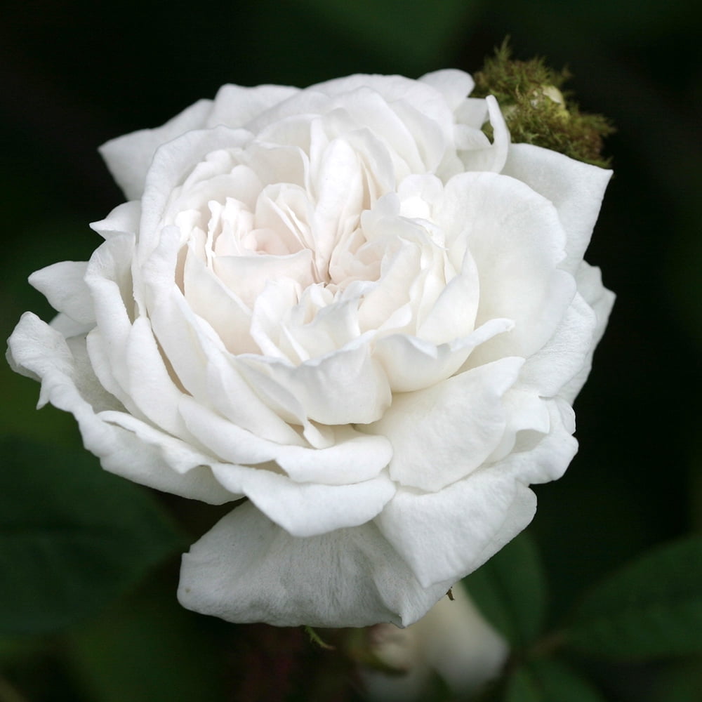 Heirloom Roses White Rose Bushes - White Bath Rose Bush - Walmart.com