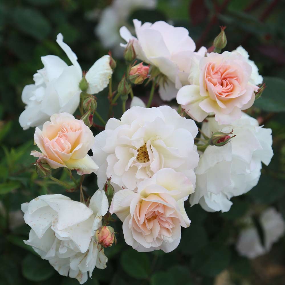 Heirloom Roses White Rose Plant - Penelope Hybrid Musk Rose Bush ...