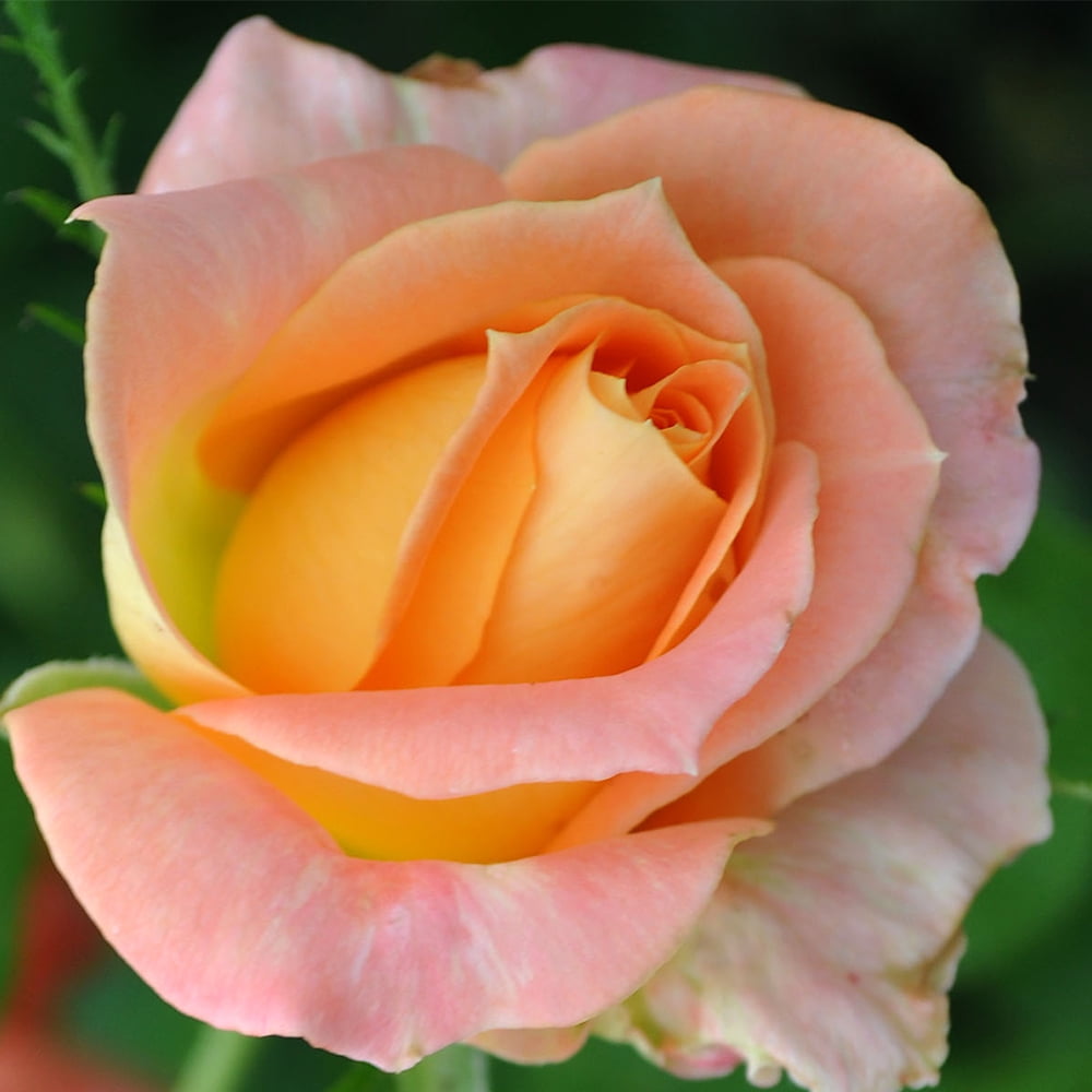 Live Yankee Doodle¬Æ Hybrid Tea Rose Bush - Fresh Real Flowers Plant ...