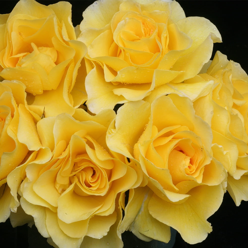 Heirloom Roses Yellow Rose Bush - Sparkle & Shine™ Floribunda , Live ...