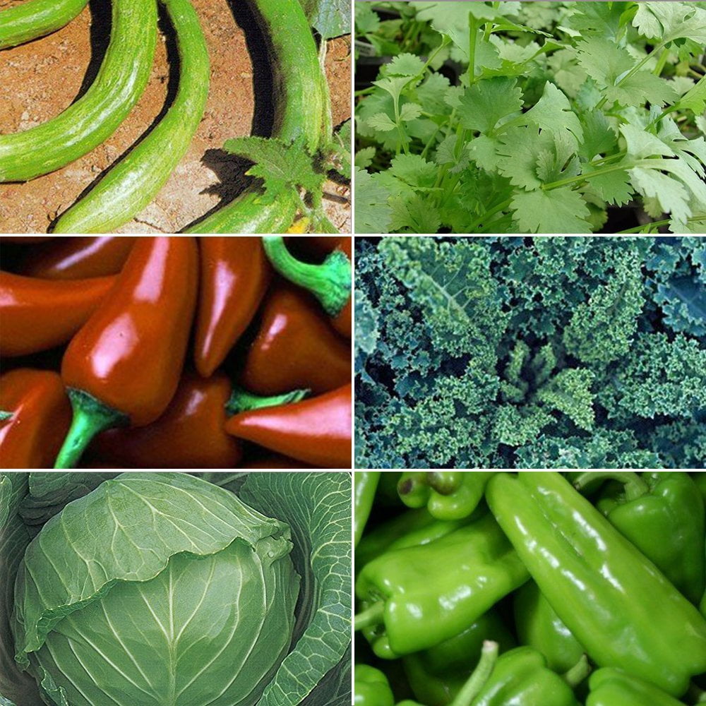 Heirloom Vegetable Garden TWE5 Seeds Collection #4 - A 6 Pack of Seeds ...