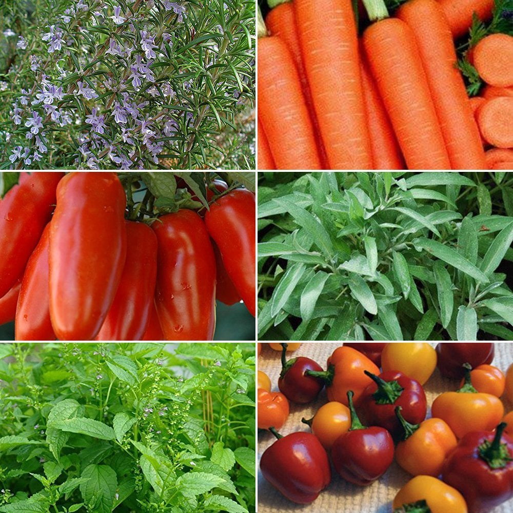Heirloom Vegetable & TWE5 Herb Seeds Collection #6 - A 6 Pack of Seeds ...
