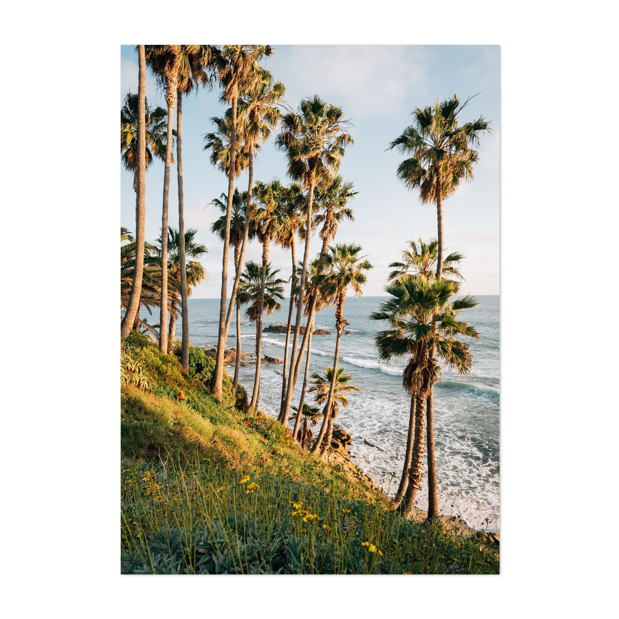 Heisler Park Palms, Laguna Beach 01 - Laguna Beach California Photography Palm Tree Coastal ...
