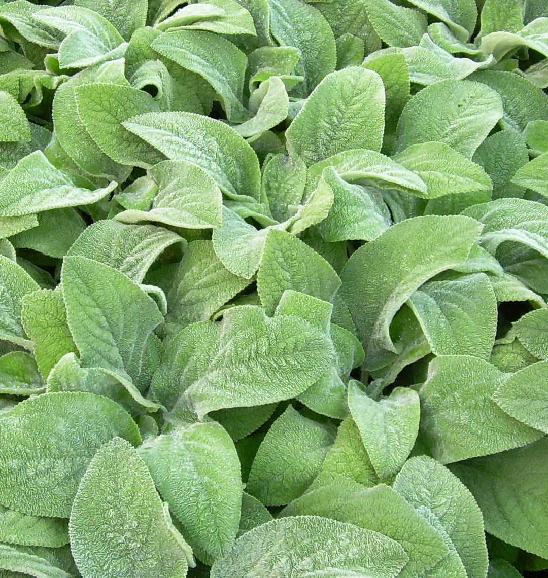 Helen Von Stein Lamb's Ear - 1 Gallon Perennial - Walmart.com