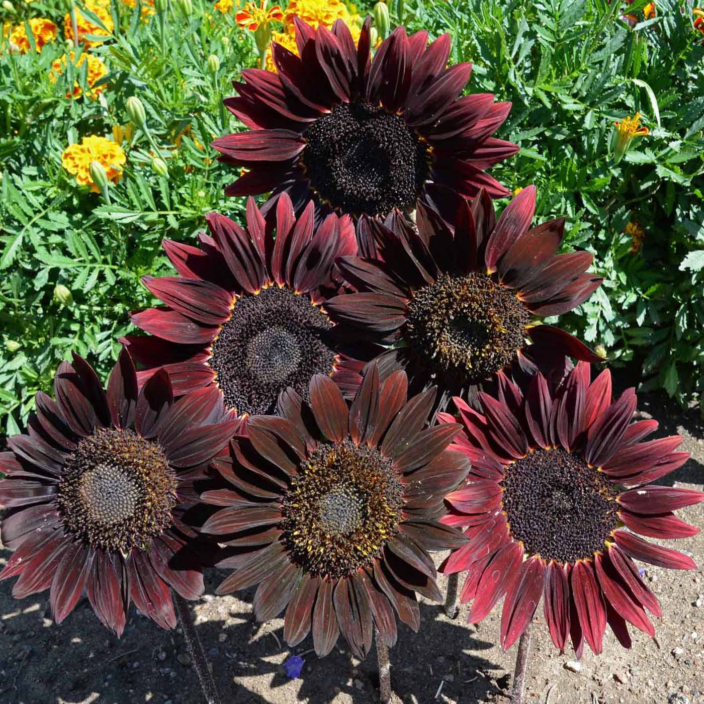 Helianthus Annuus Chocolate Cherry Sunflower Seeds - 1 LB - Walmart.com