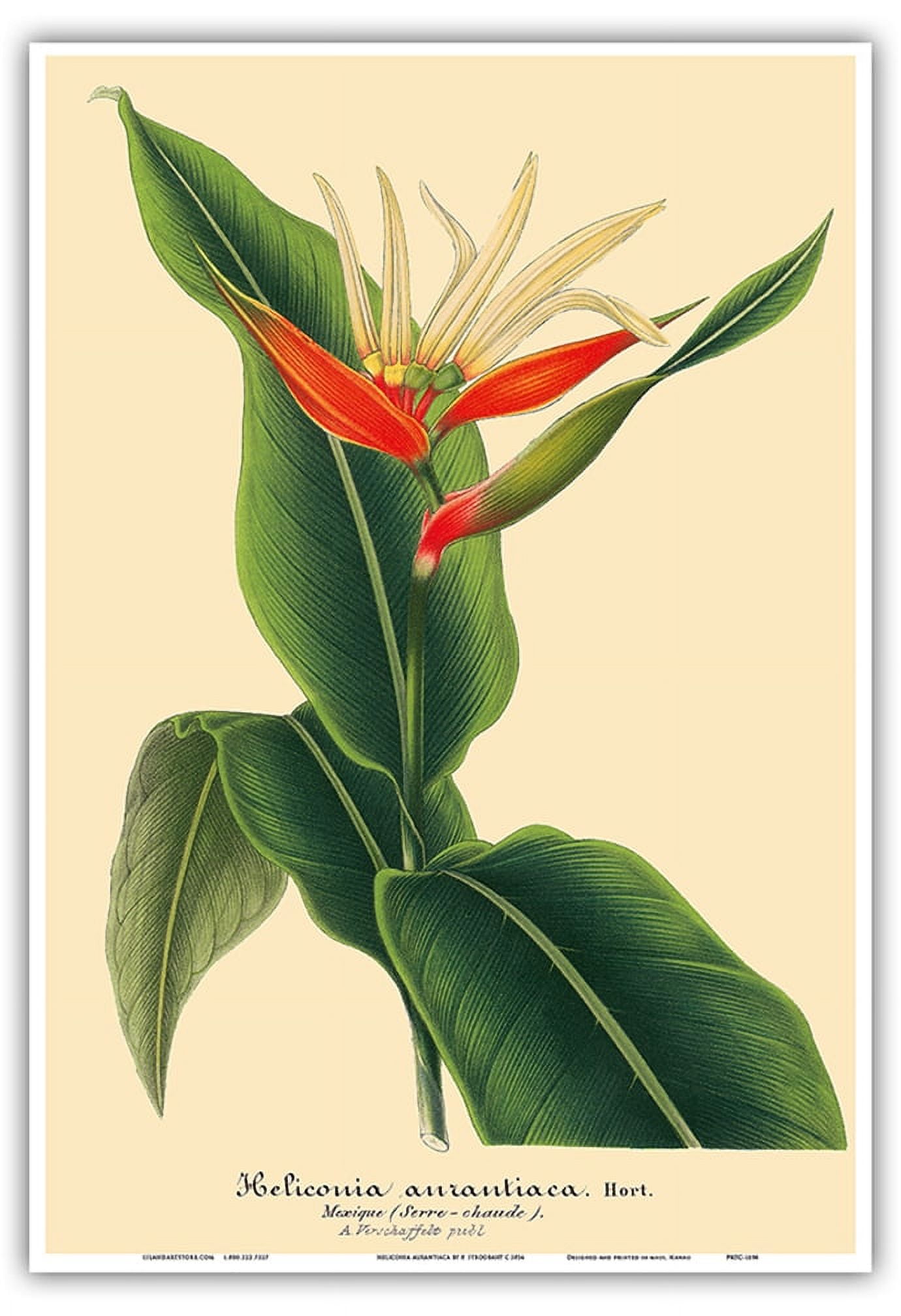 Heliconia (Aurantiaca) - Book Plate from L’ Illustration Horticole Vol ...