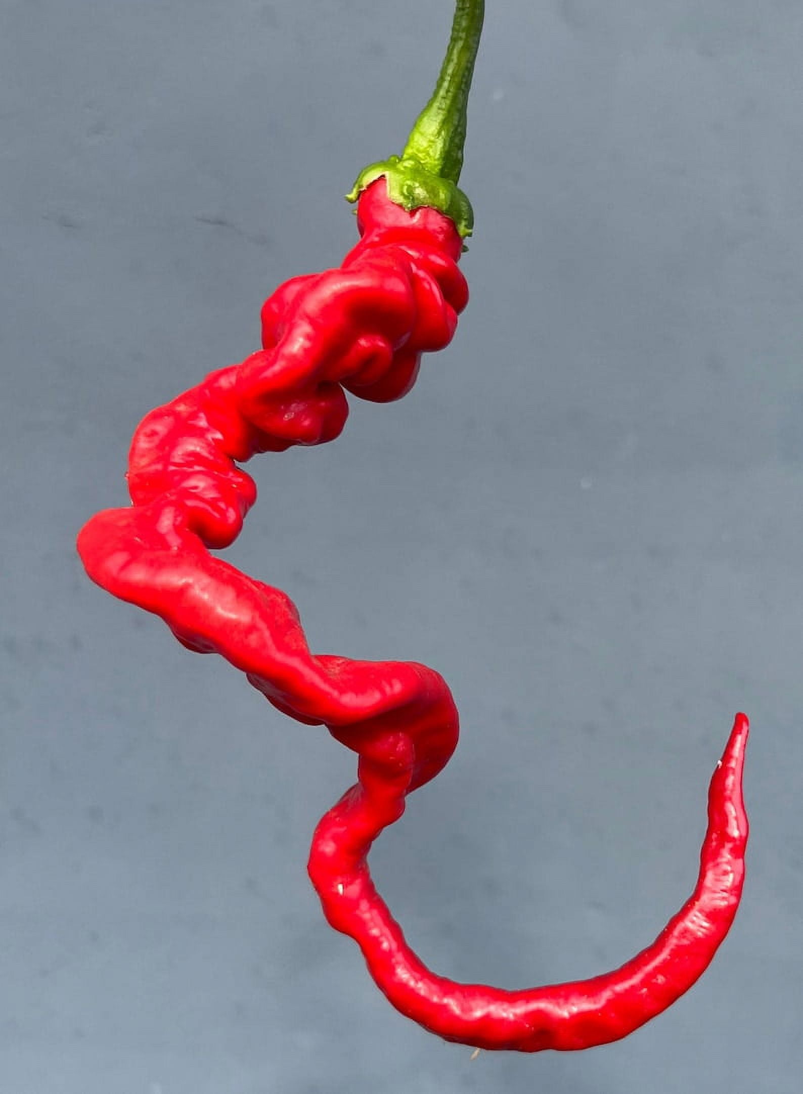 Helix Nebula Space Chile Pepper Premium Seed Packet - Walmart.com