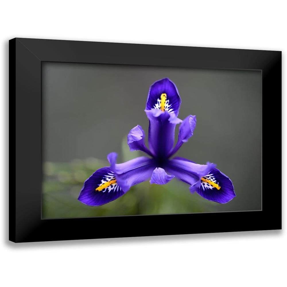 Hellmann, Stan 14x11 Black Modern Framed Museum Art Print Titled - First Spring Iris - Walmart.com