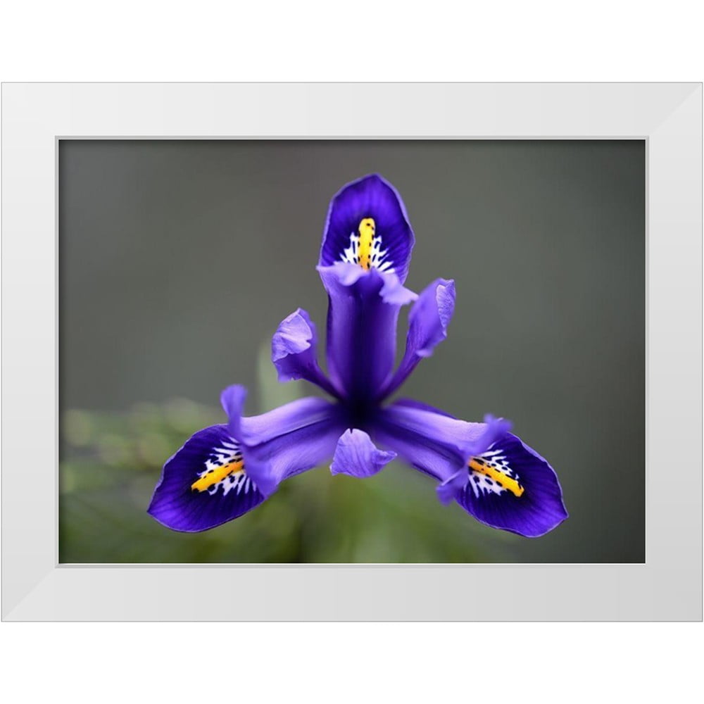 Hellmann, Stan 18x14 White Modern Wood Framed Museum Art Print Titled ...