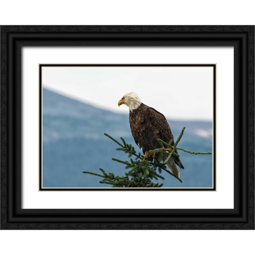 Hellmann, Stan 24x18 Black Ornate Wood Framed with Double Matting Museum Art Print Titled - Bald ...