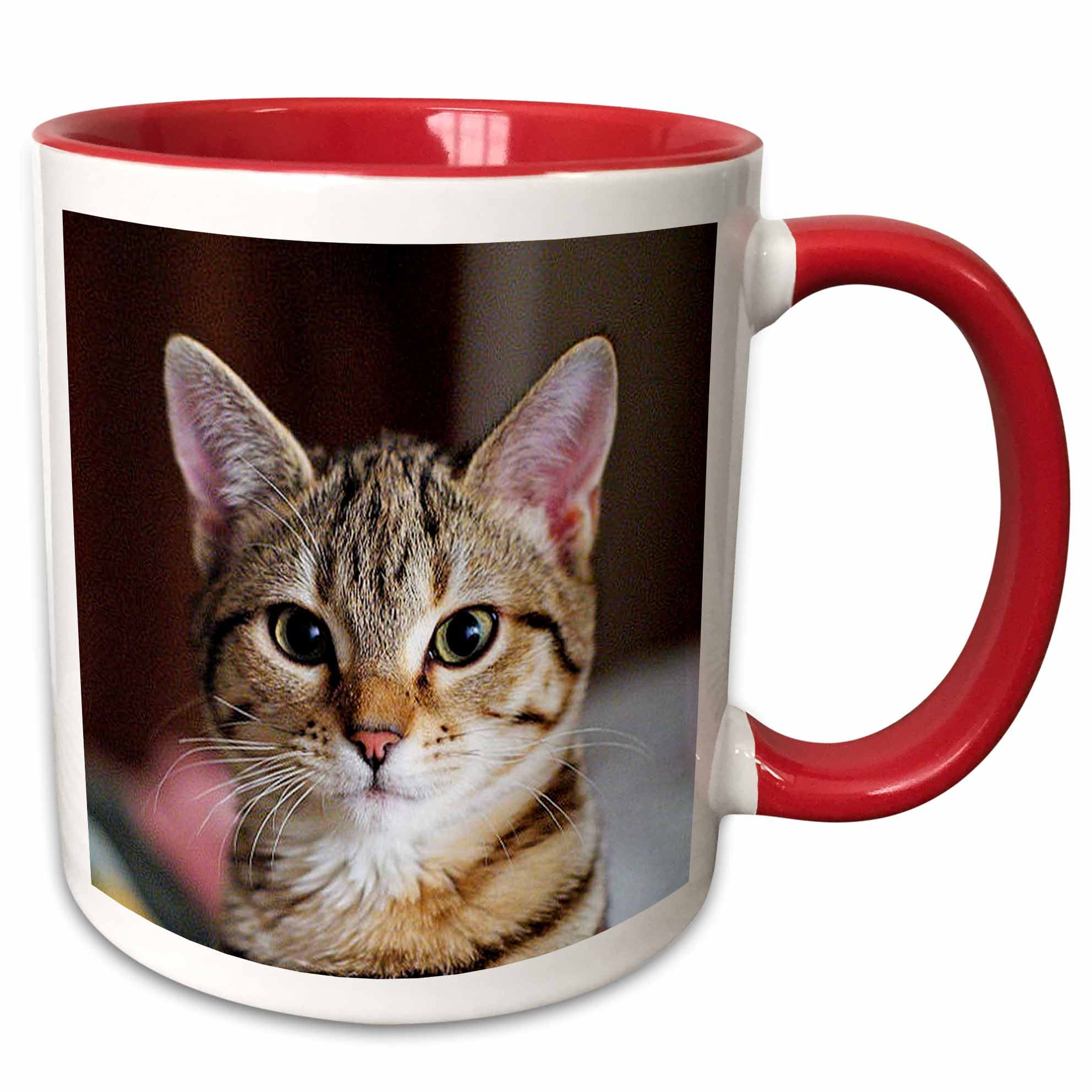 3drose, Hello Kitty - Animal, Moggie, Tabbies, Tabby Cat, Cat, Cats ...