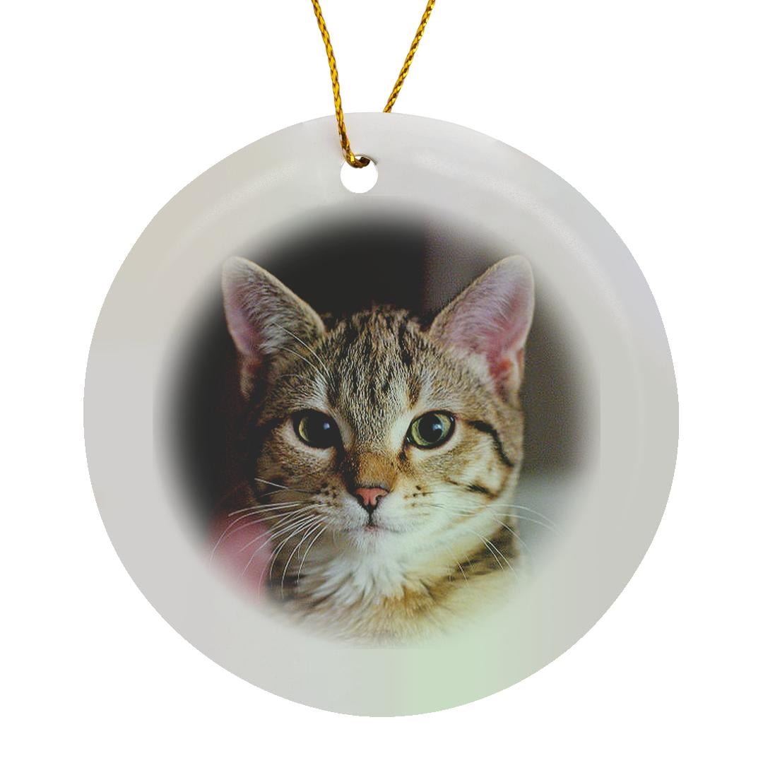 3drose, Hello Kitty - Animal, Moggie, Tabbies, Tabby Cat, Cat, Cats ...