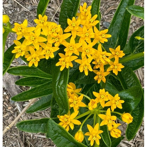 Hello Yellow Butterfly Weed Milkweed Asclepias tuberosa Premium Seed ...