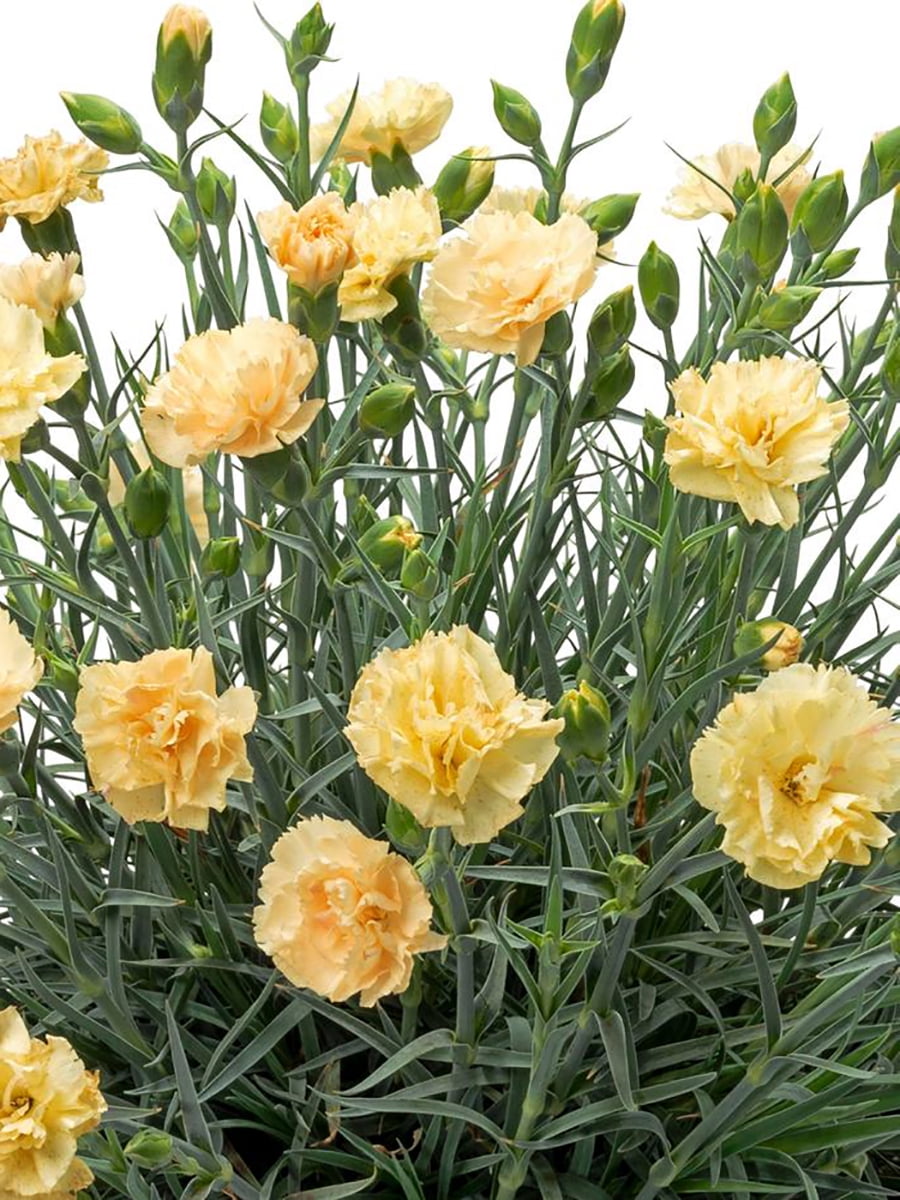 Hello Yellow Dianthus - Fragrant Perennial - 3" Pot - Walmart.com