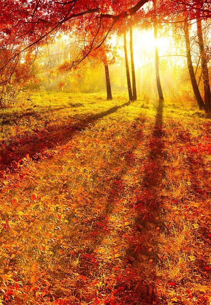 HelloDecor 5x7ft Backdrop Photography Golden Fall Leaves Grove Trees ...