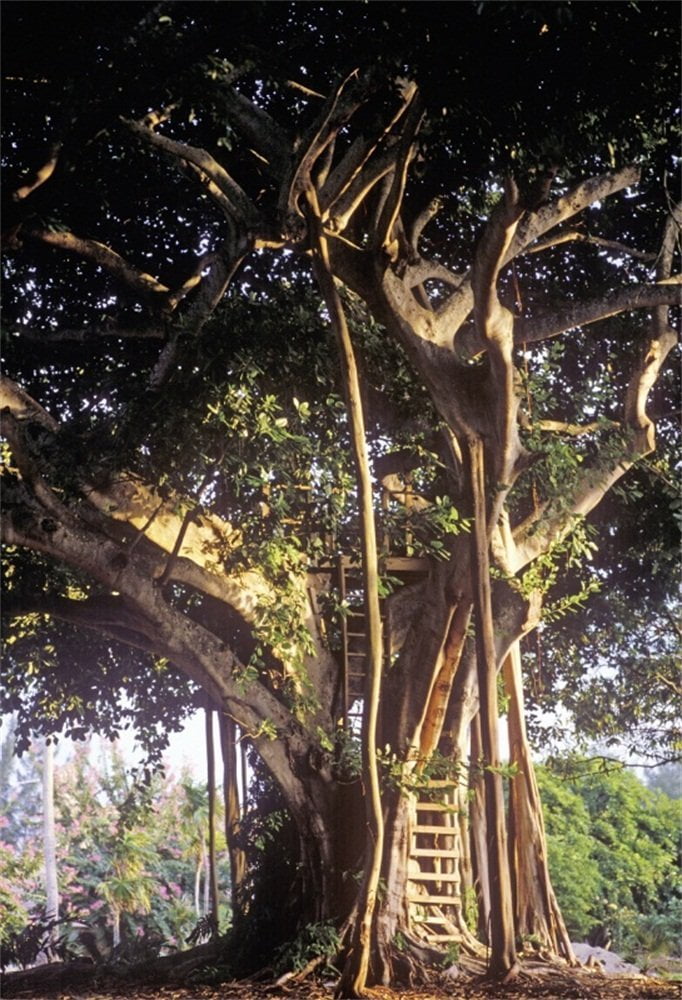 HelloDecor 5x7ft Photography Background Fantasy Fairytale Forest Big ...