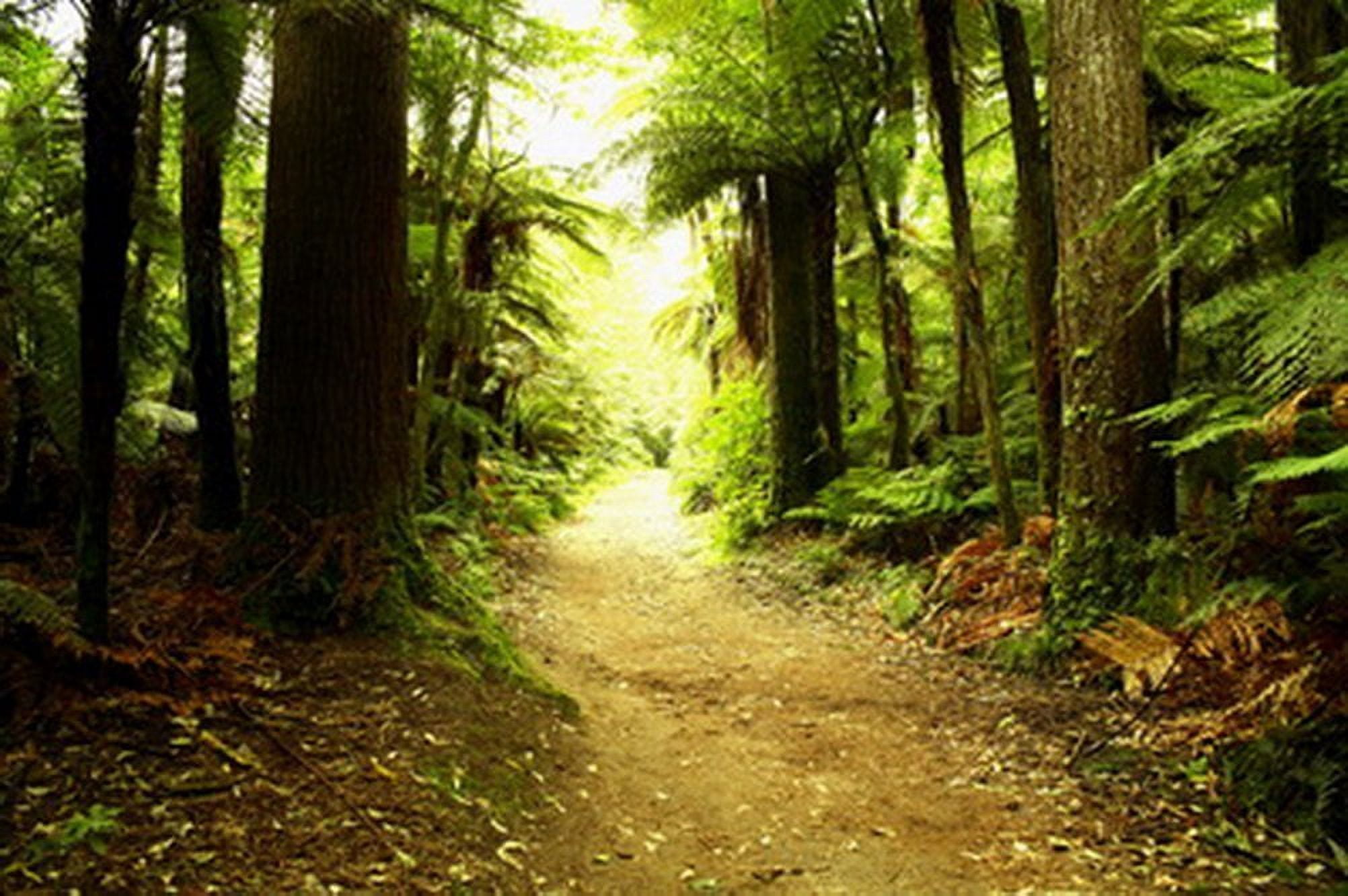 HelloDecor Polyester Fabric 7x5ft Green Forest Portraits Photography ...