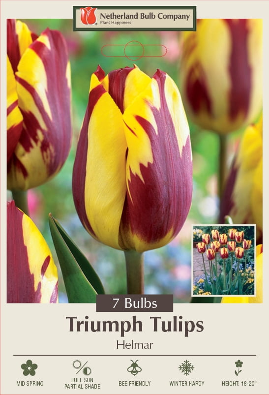 Helmar Triumph Tulip 7 Bulbs - 12/+ cm Bulbs - Burgundy / Golden Yellow ...