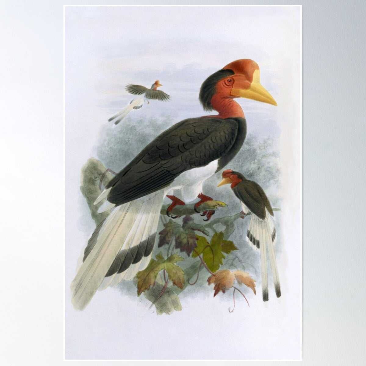 Helmeted Hornbill (Rhinoplax Vigil) By J. G. Keuleman (Modified With ...