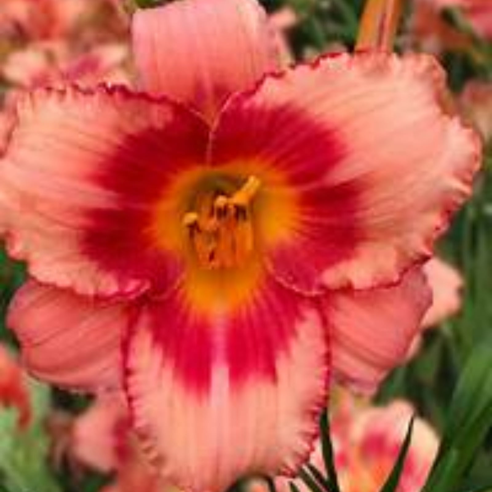 Hemerocallis Fulva,Daylily Bulbs Reblooming For Planting,Beautify ...