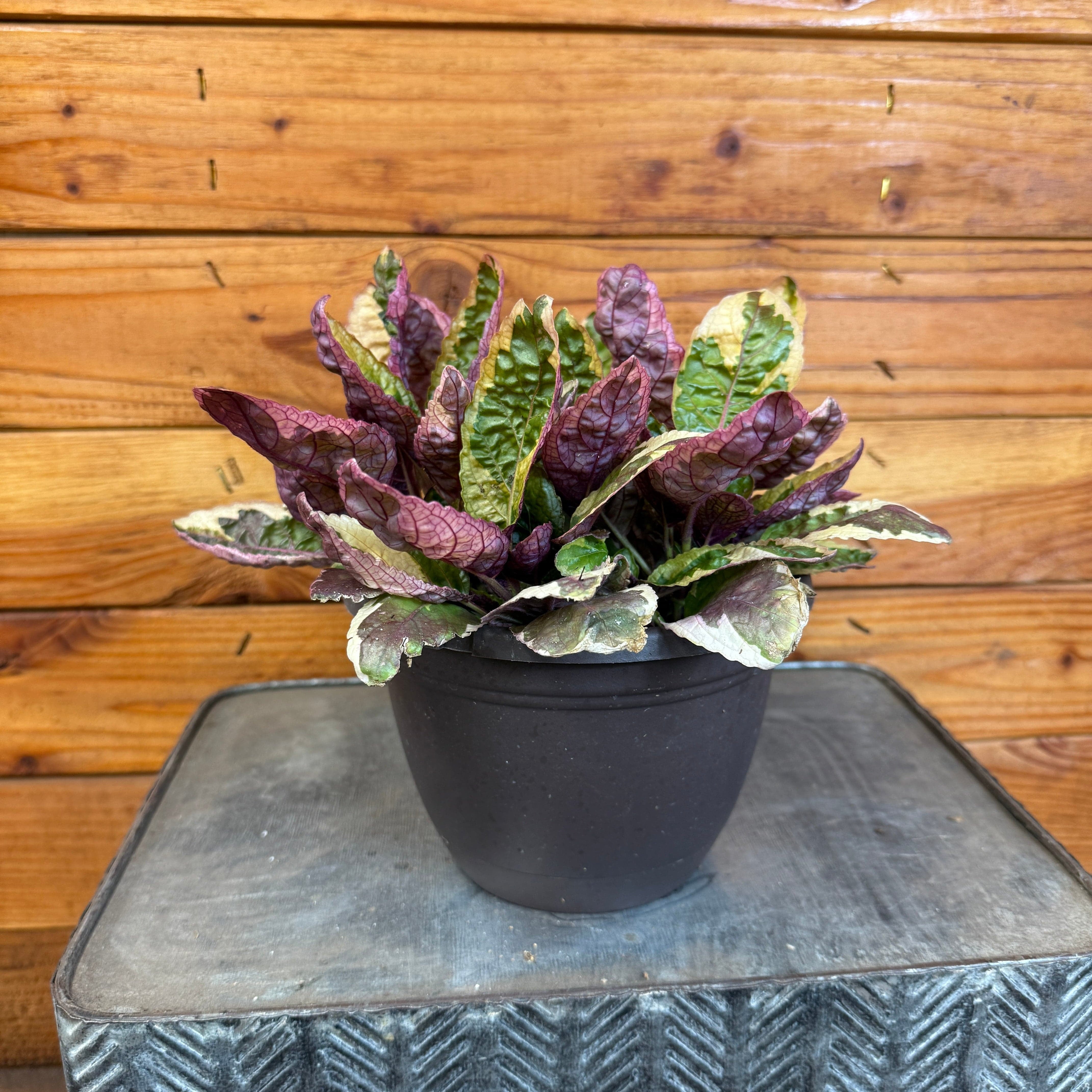 Hemigraphis Variegated Waffle, 6" Plant, The Plant Farm - Walmart.com
