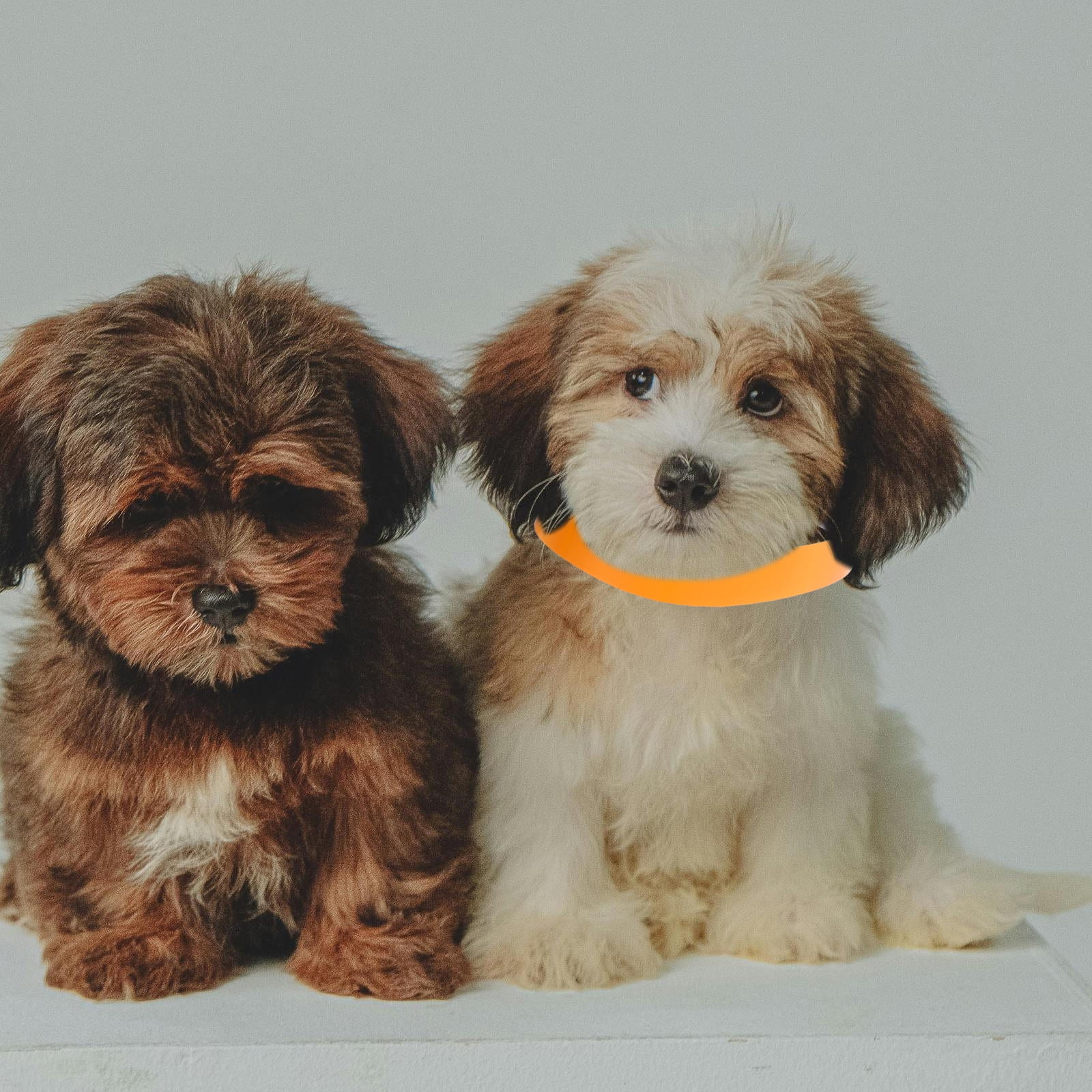 Hemoton 100PCS Newborn Puppy IDentification Collars Adjustable Pet ID ...