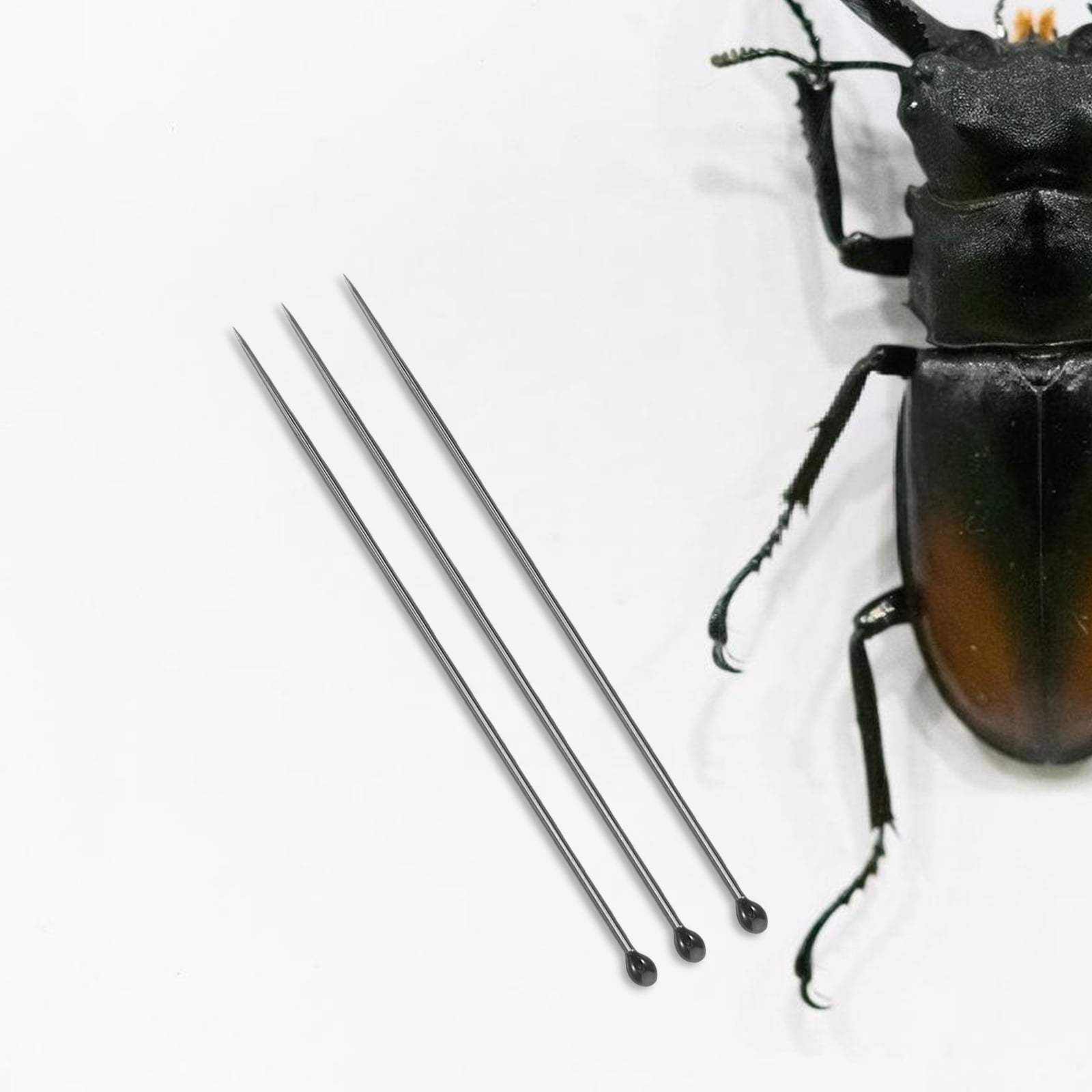 Hemoton 100pcs Butterfly Collecting Needles Stainless Steel Specimen ...