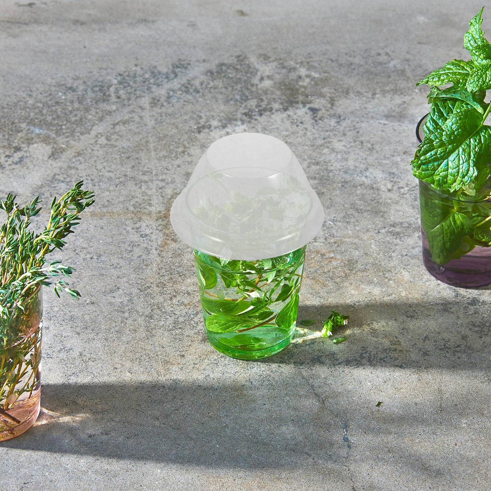 Hemoton 100pcs Transparent Plant Domes Garden Cloche Dome for Plant ...