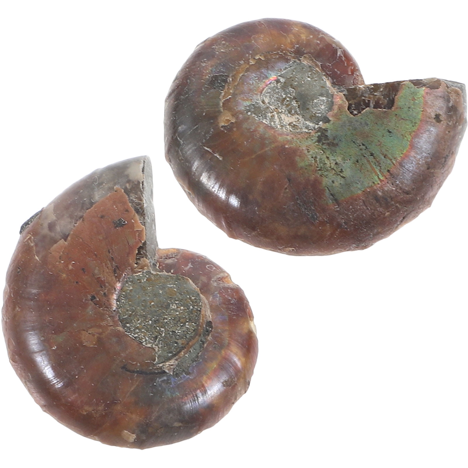 HEMOTON 2Pcs Ammonite Specimen Spiral for Collectors Home Display ...