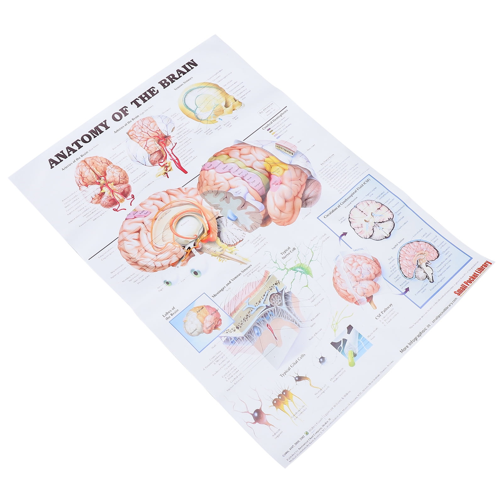 Hemoton 2pcs Anatomical Poster Brain Anatomy Poster Brain Anatomy Chart ...