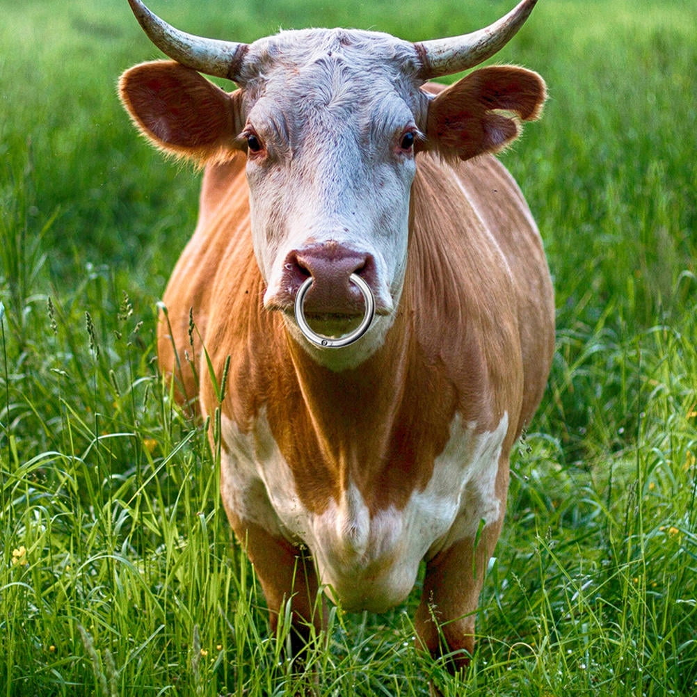 Hemoton 2pcs Cattle Nose Rings Stainless Steel Cattle Nose Ring Secure ...