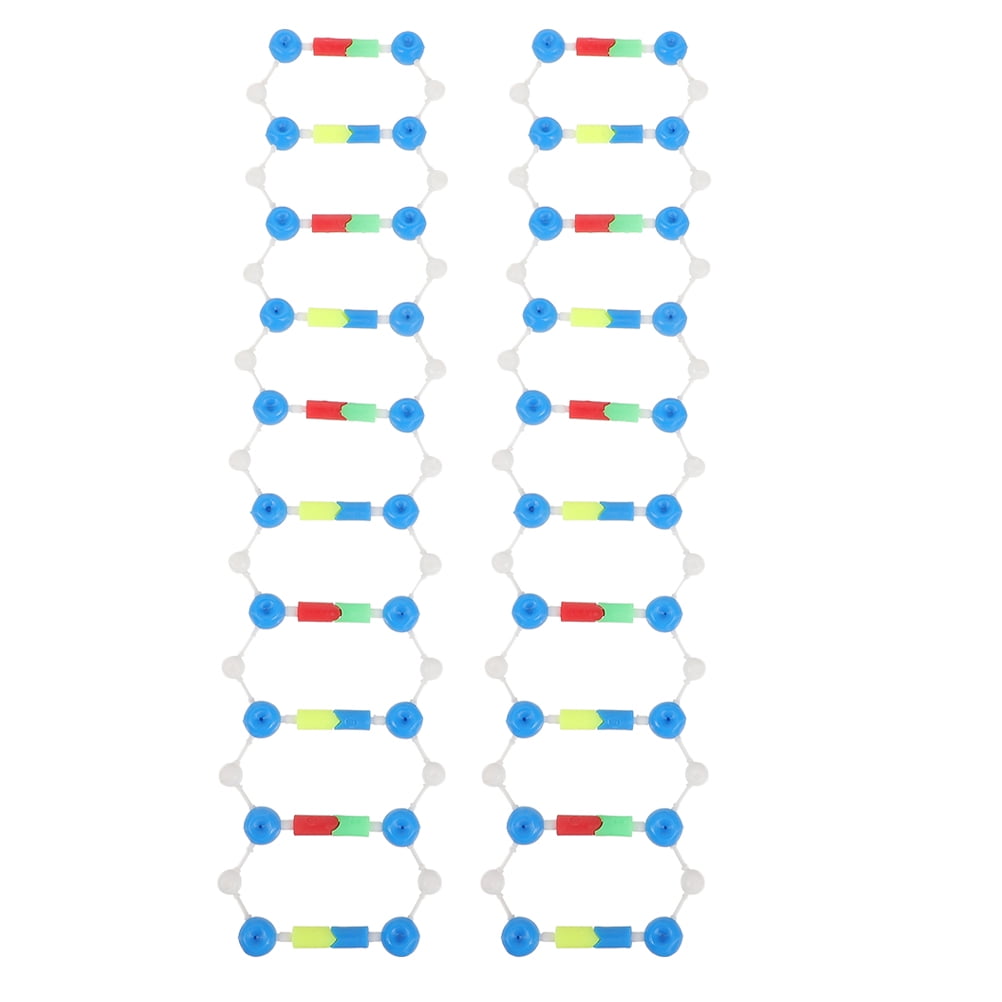 Hemoton 2pcs Dna Model Double Helix Structure Model Dna Display Prop ...