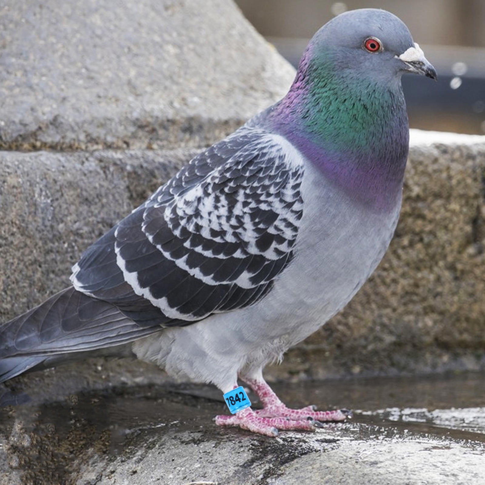 Hemoton 50pcs Precision Pigeon Racing Bands Numbered Leg Rings For ...