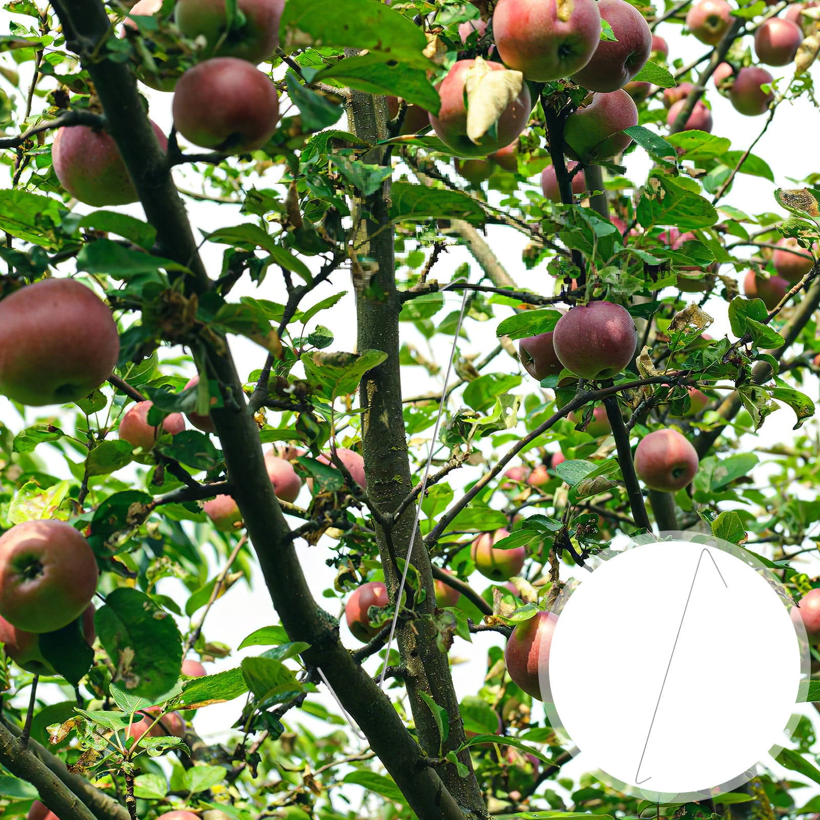 Hemoton 50pcs Tree Branch Support Galvanized Steel Horticultural Branch ...