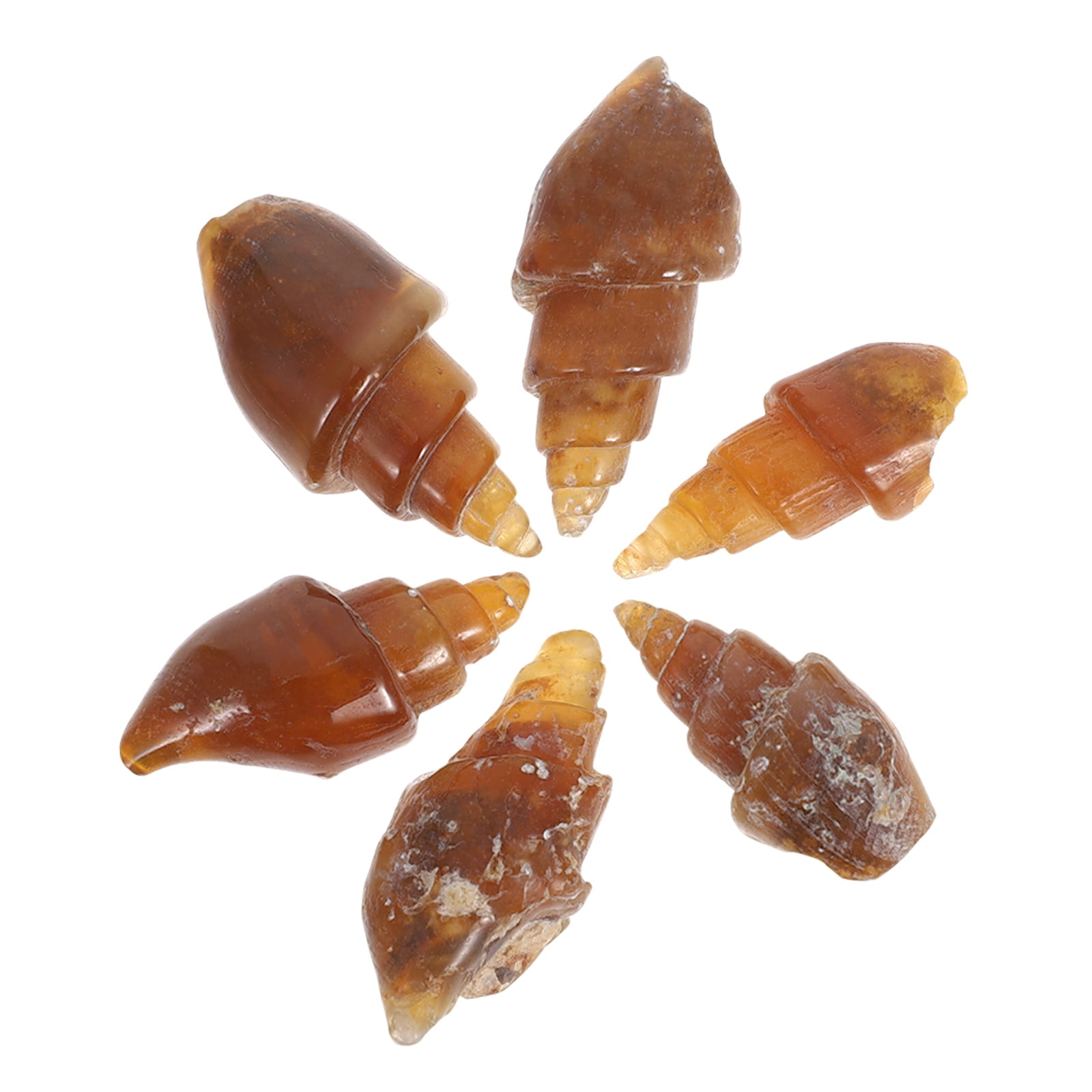 RENACLIPY Science Specimen Agate Light Brown Snail Conch Pieces ...