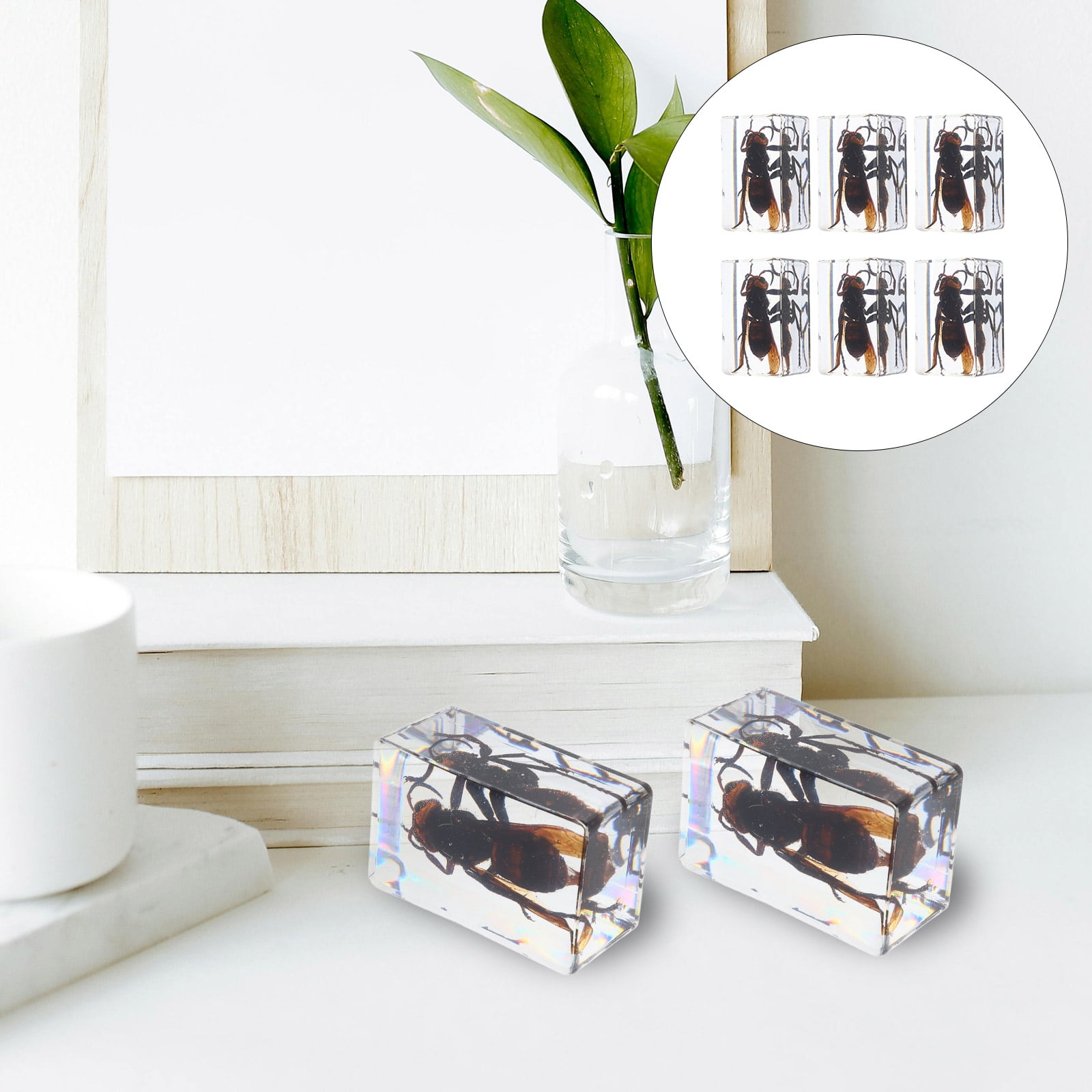 Resin Insect Specimen Paperweight for Science Transparent Wasp in Resin ...