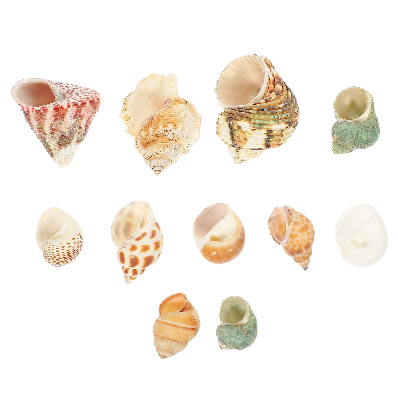 Hemoton Crab Hermit Shells Shell Fish Tank Conch House Naturalornaments ...