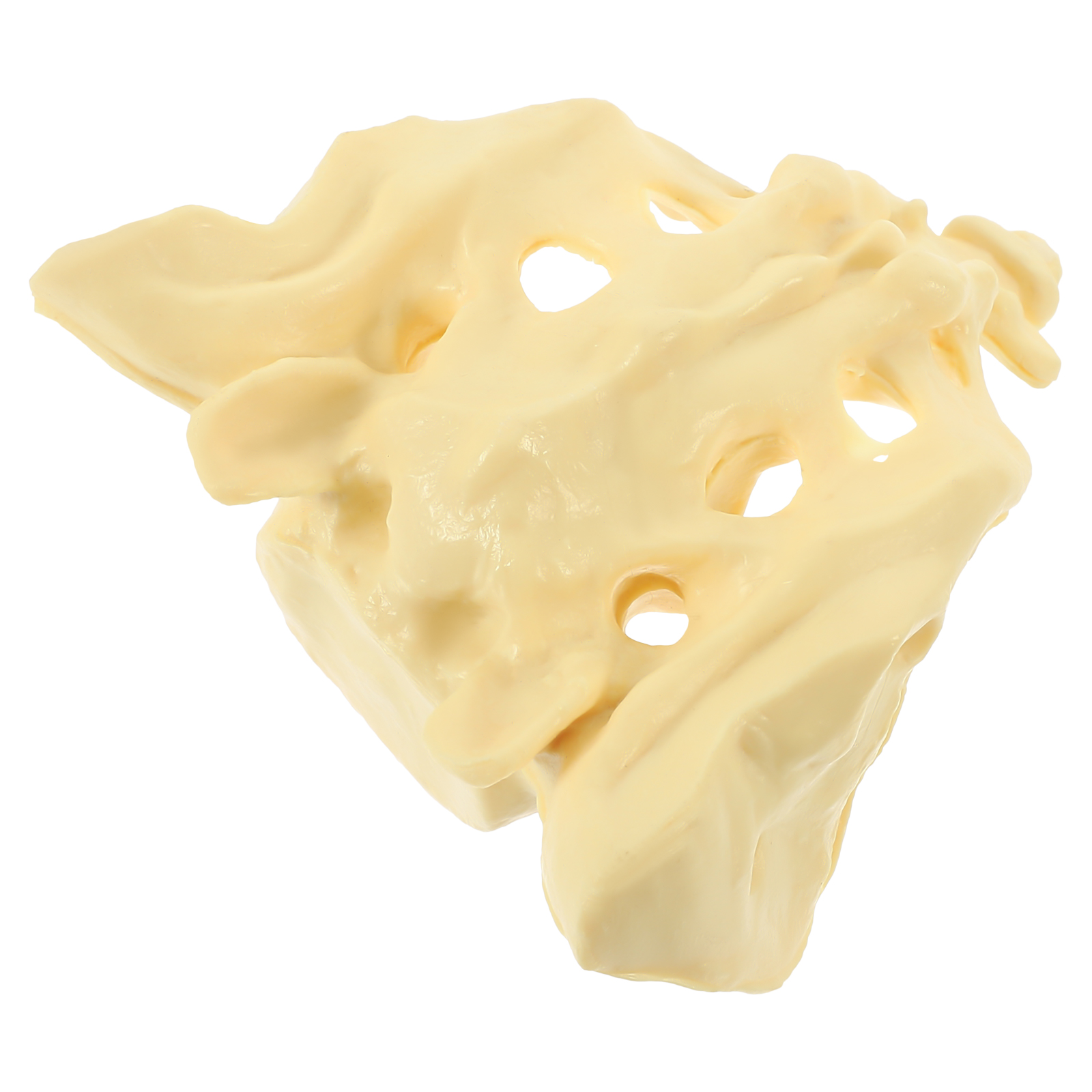 Hemoton Healthy Sacrum Model Human Body Anatomy Toy for Kids Models ...