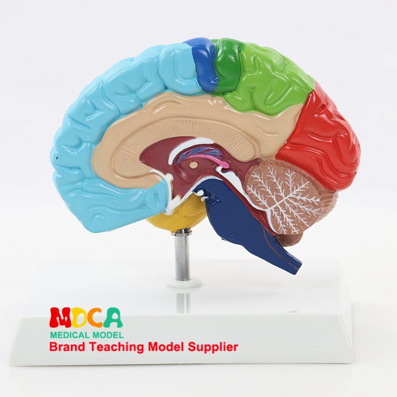 Hemoton Human Brain Models 1:1 Scale Anatomy Model For Neuroscience ...