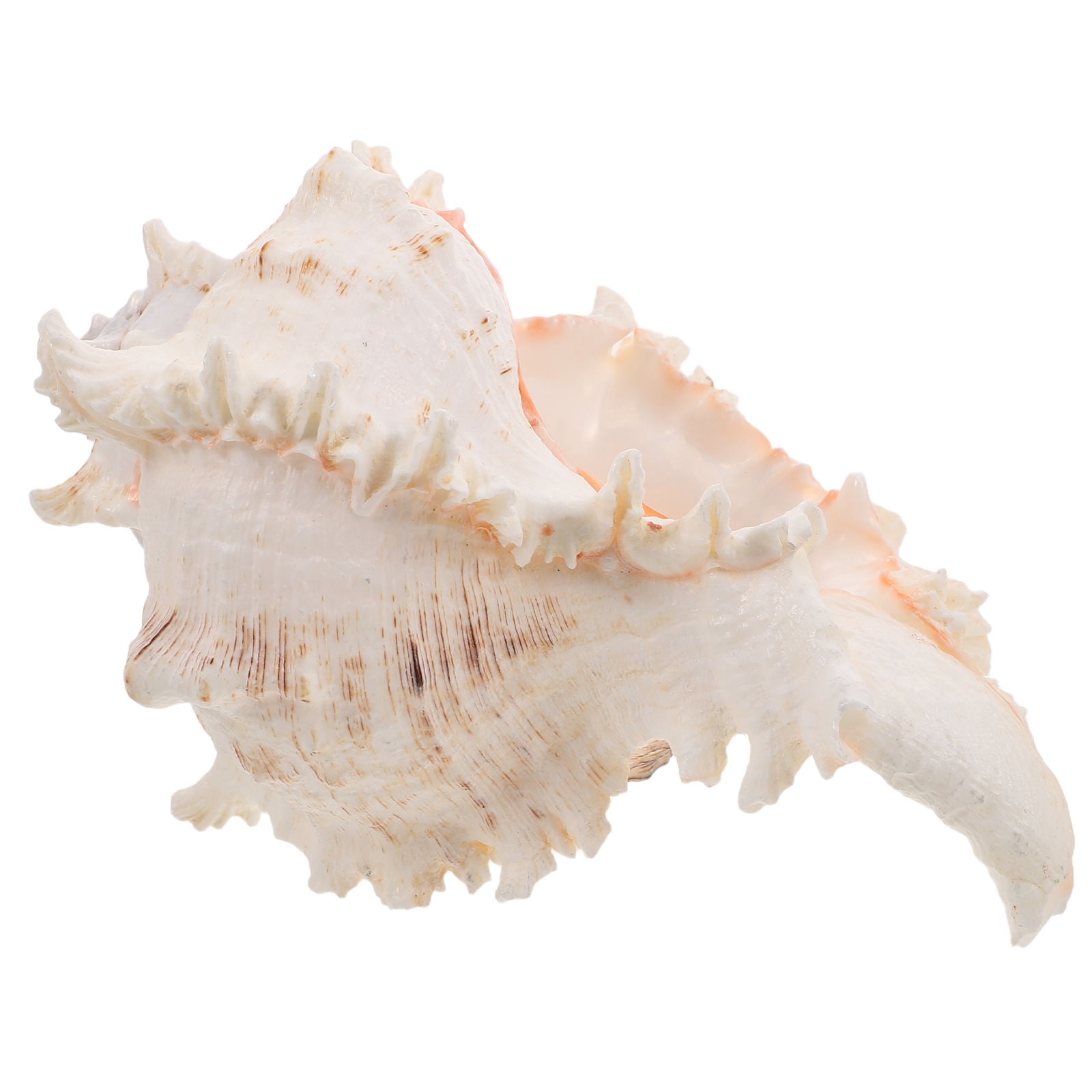 RENACLIPY Beachy Room Decor Conch Shell Ornament Natural 1Pcs - Walmart.com