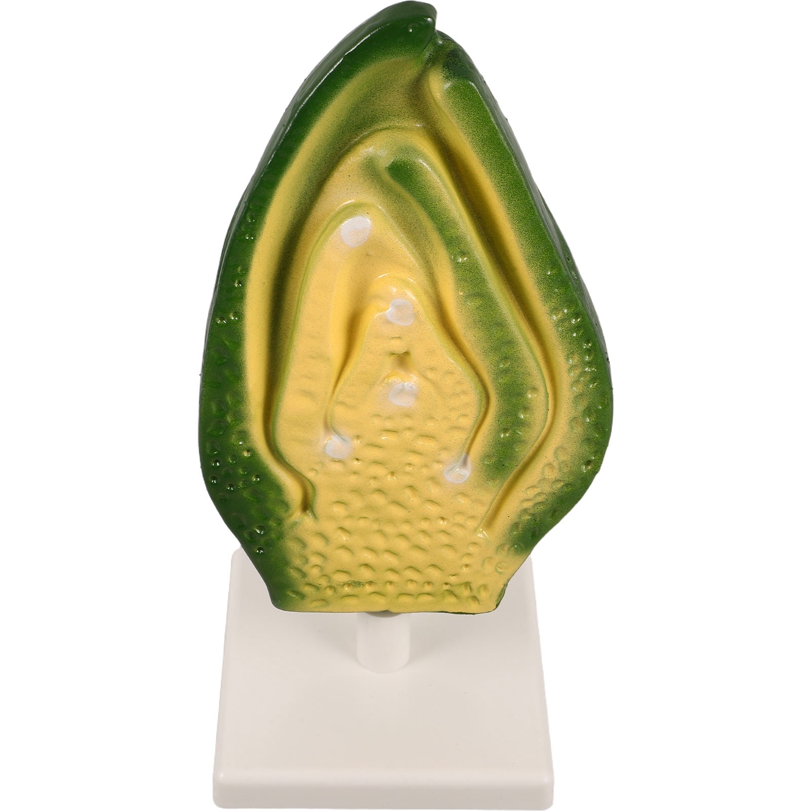RENACLIPY Renaclipy Seed Embryo Model Multi Plastic for Decor Ideal for ...