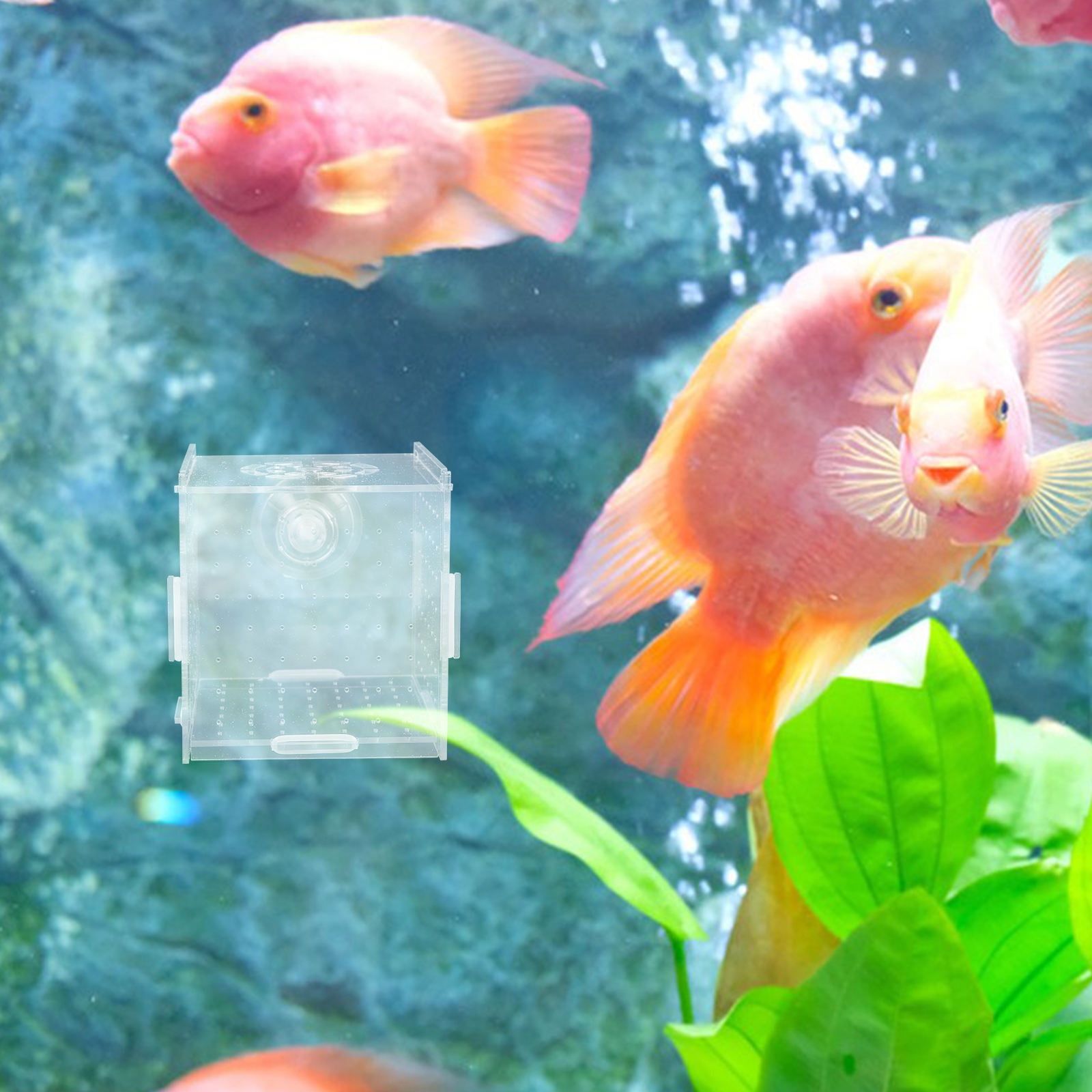 Hemoton Transparent Acrylic Fish Breeding Cage for Aquarium Safe ...