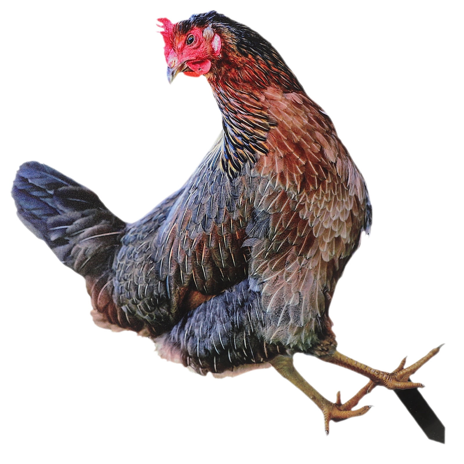 Hemoton Yard Chicken Stake Sign Garden Chicken Insert Stake Garden ...