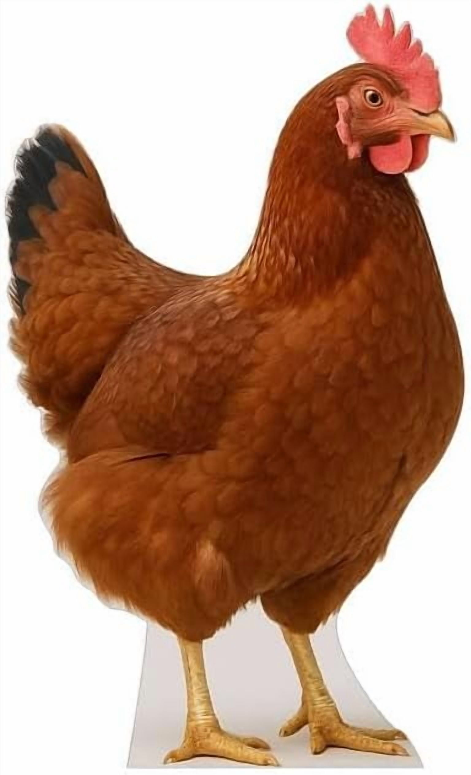 Hen 4FT Life Size Cardboard Cutout – Farm Animal Fun Standup for Photo ...