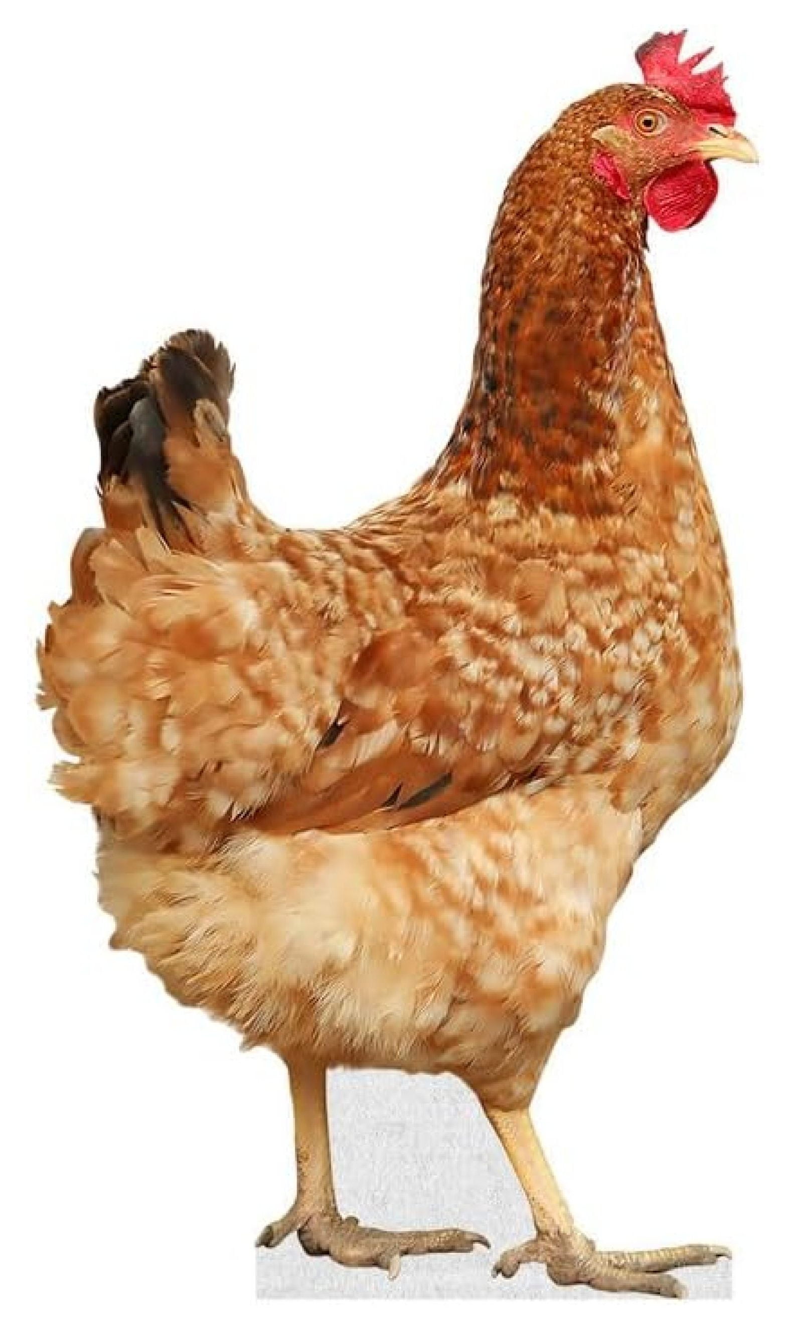 Hen - Life Size Cardboard Cutout Standup People with Support Standee ...