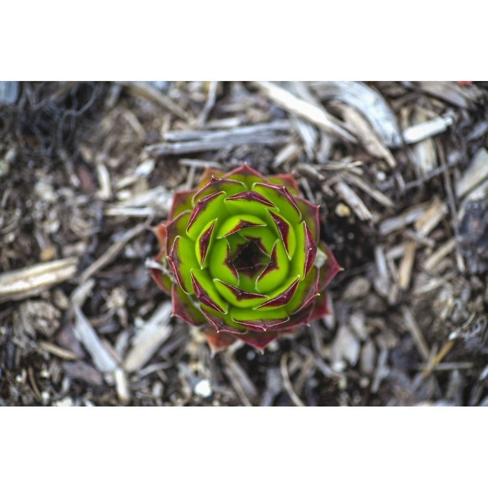Hen and chicks plant by Mark Jurkovic / Design Pics - Walmart.com
