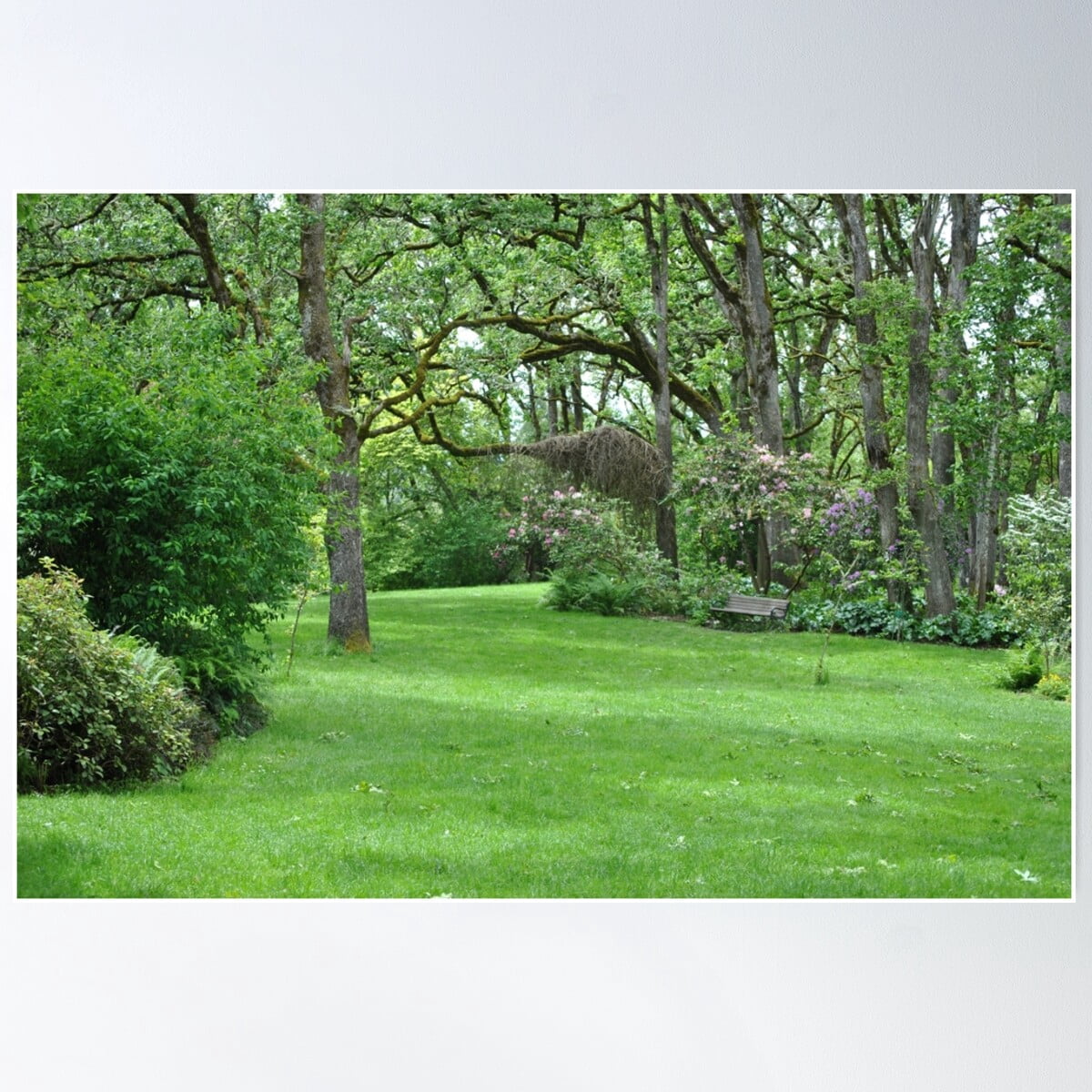 Hendricks Park Eugene, Oregon Poster Wall Art, Modern Wall Decor For ...