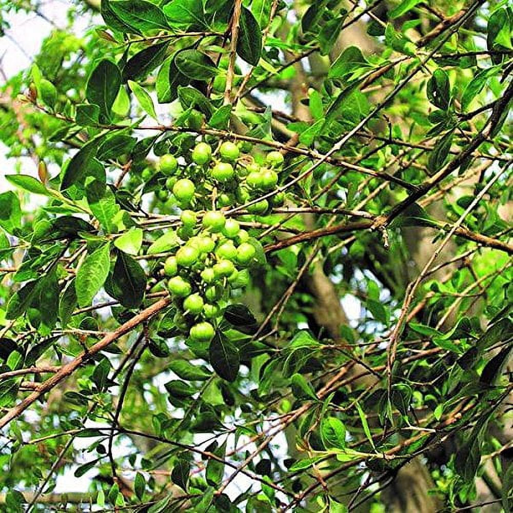 Henna Seeds (Lawsonia inermis) Packet of 100 Seeds C21 - Walmart.com